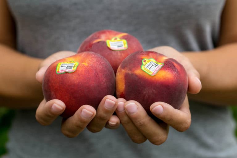 How to Pick the Perfect Peach This Season | Stemilt Growers