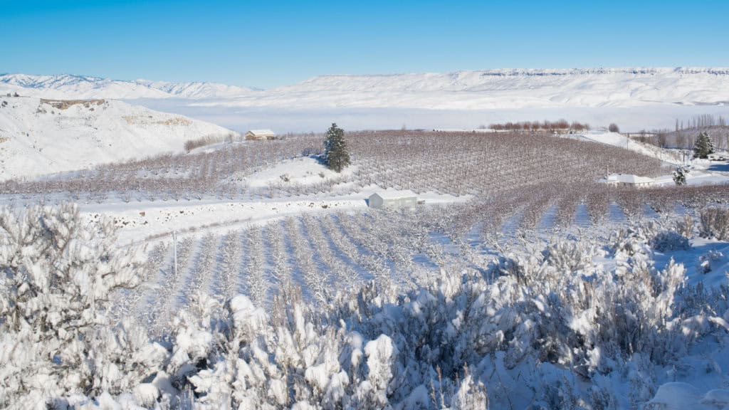 Winter in the Orchard - Stemilt