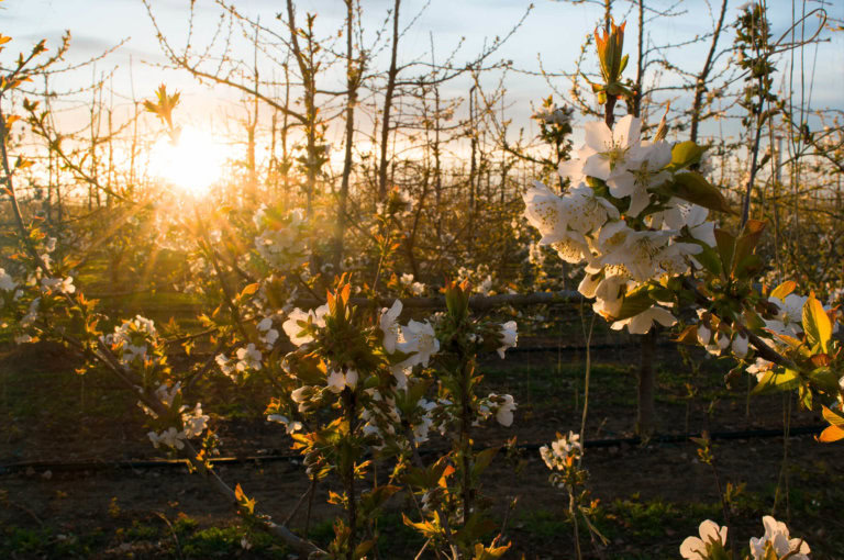 All About Apples | Stemilt