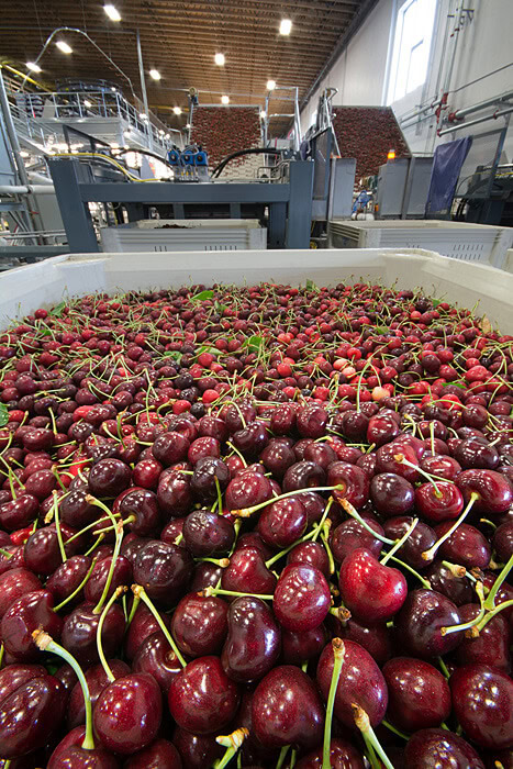 Cherry Packing Goes Digital | Stemilt