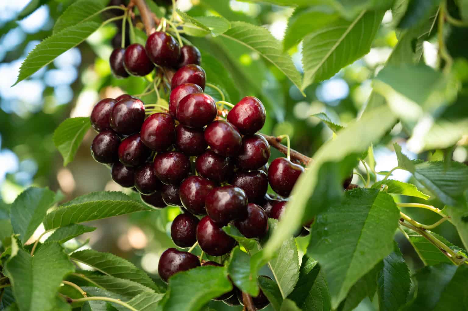 The Health Benefits of Cherries - Stemilt