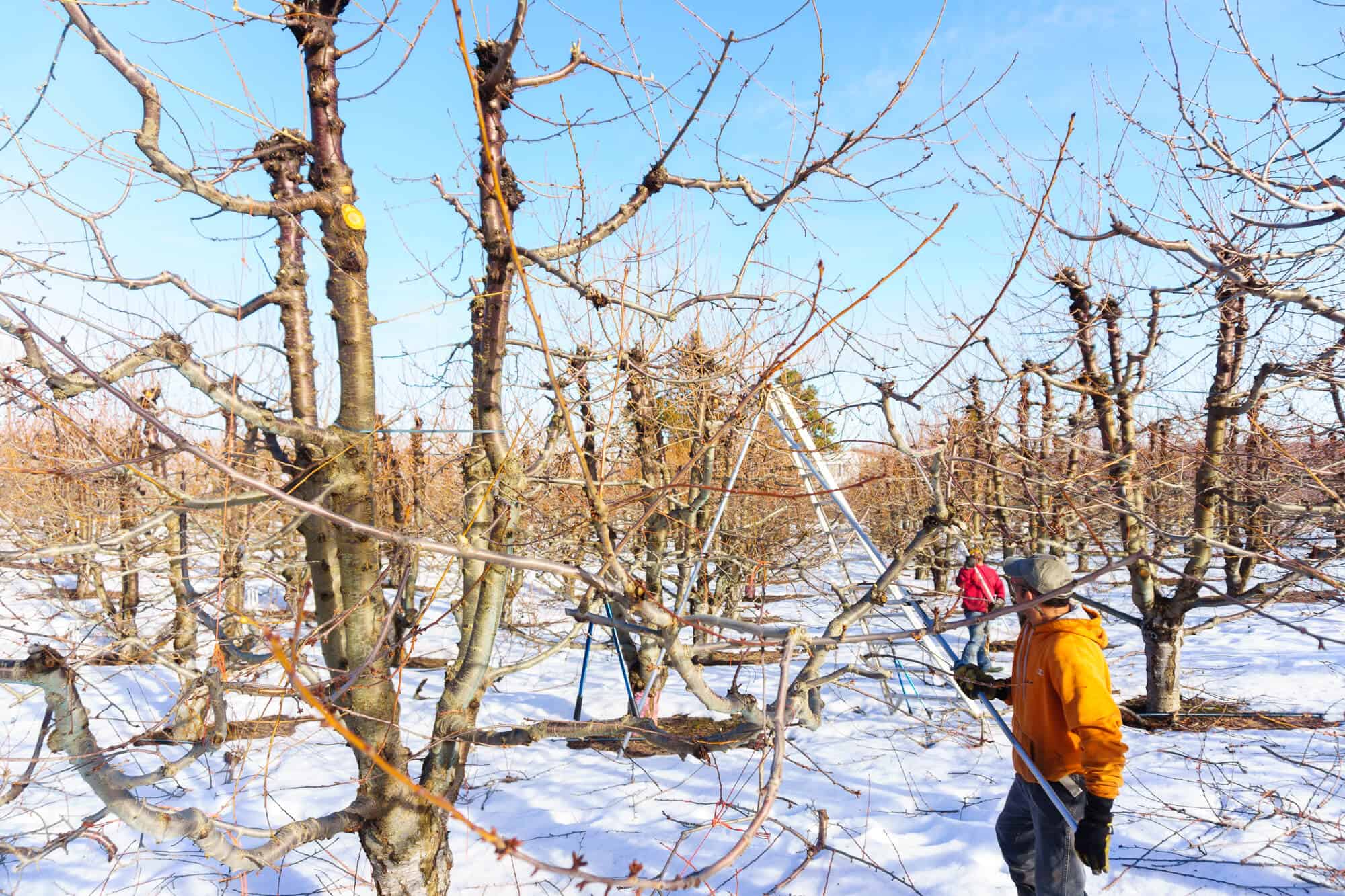 Apple Pruning | Stemilt