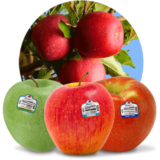 Apple Sweetness Scale: How to Pick the Perfect One