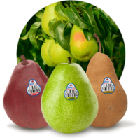 How to Ripen Pears - Stemilt