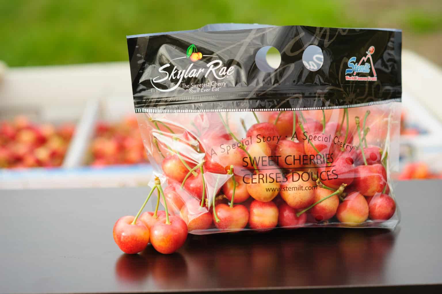 What Are the Different Types Of Cherries: Cherry Varieties Compared