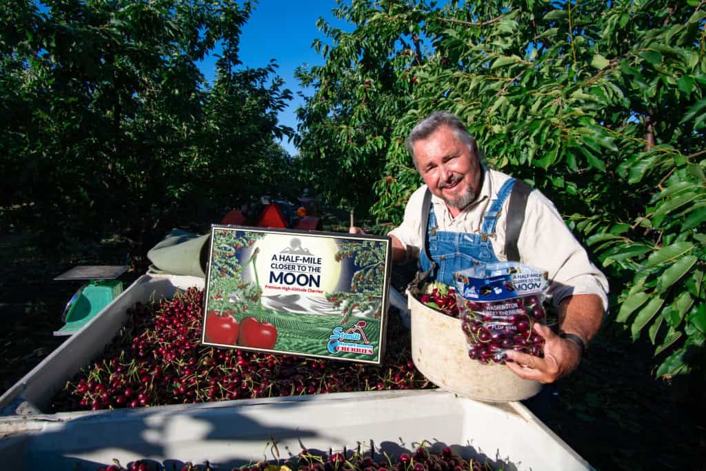What Are the Different Types Of Cherries: Cherry Varieties Compared