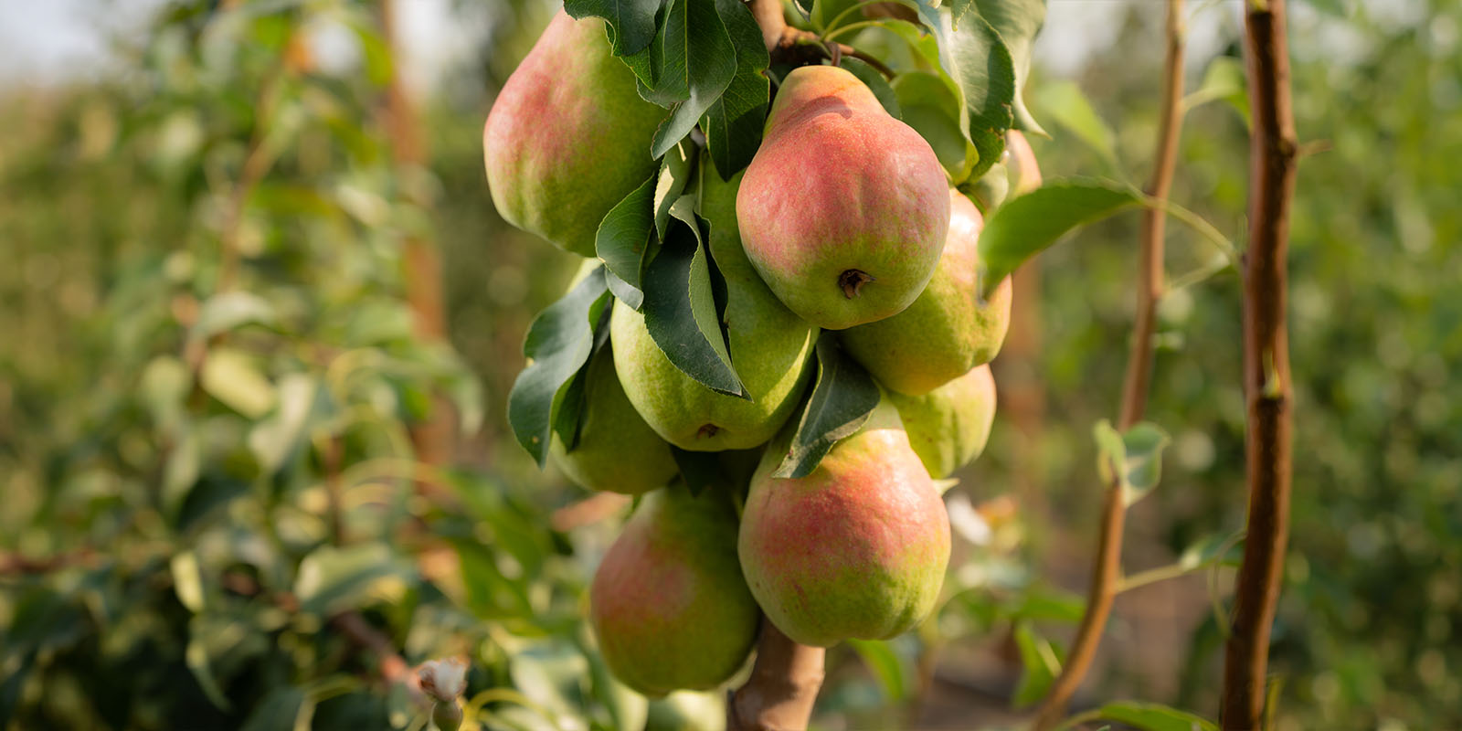 Happi Pear® - Bright & Zesty Unique Pear Variety