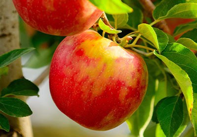 Discover Delicious Recipes with Versatile Pink Lady Apples
