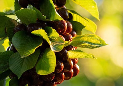 Kyle's Pick® Cherries - Juicy & Premium Fruit Treats
